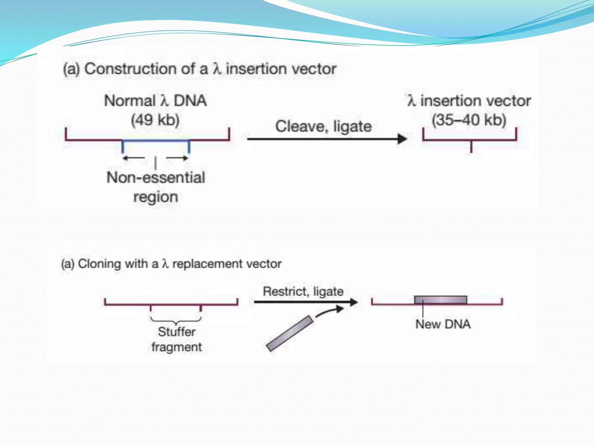Phage Vector Bacteriophage Pptx