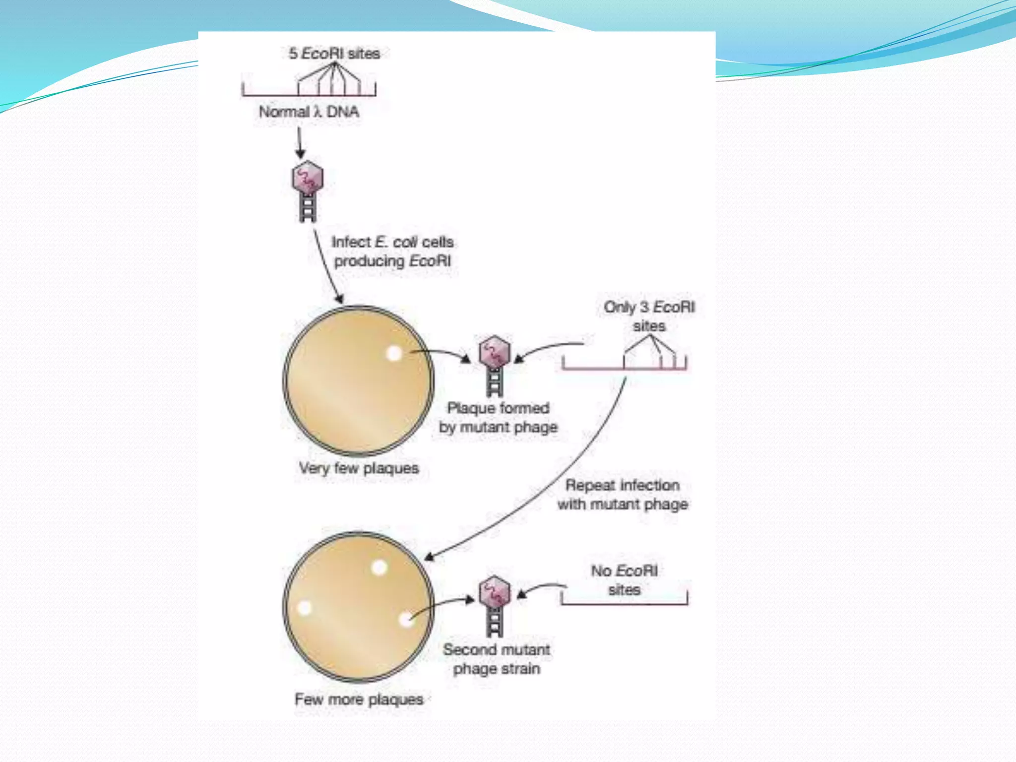 Phage vector bacteriophage | PPTX