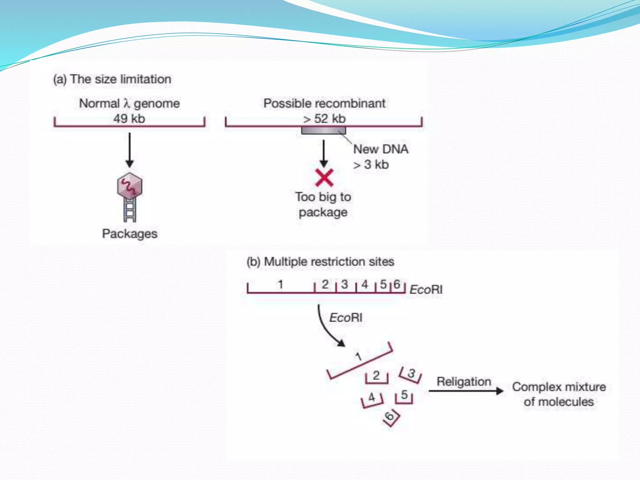 Phage Vector Bacteriophage Pptx