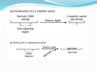 Phage vector bacteriophage | PPTX