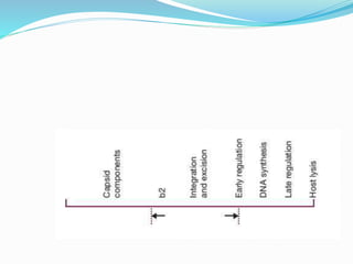 Phage vector bacteriophage | PPTX