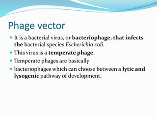 Phage vector bacteriophage | PPTX