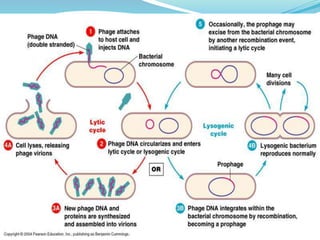 Phage vector bacteriophage | PPTX