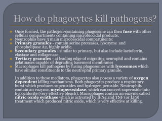 Phagocytosis: Physiology and Biochemistry | PPTX
