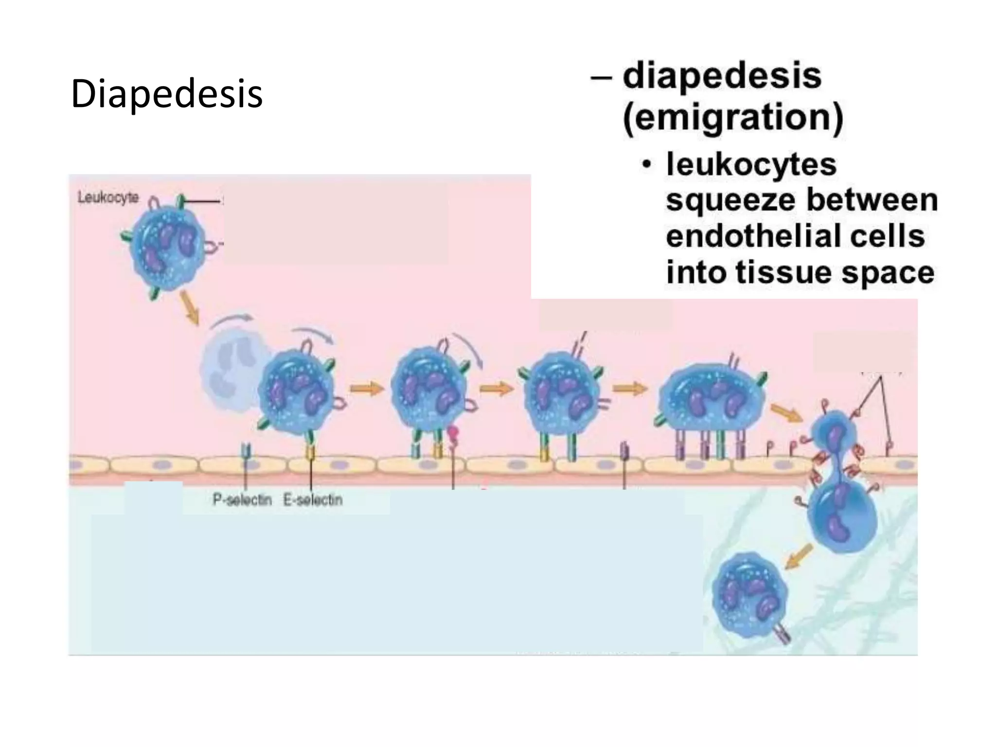 Phagocytosis | PPTX