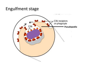 Phagocytosis | PPTX