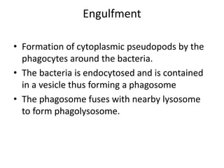 Phagocytosis | PPTX