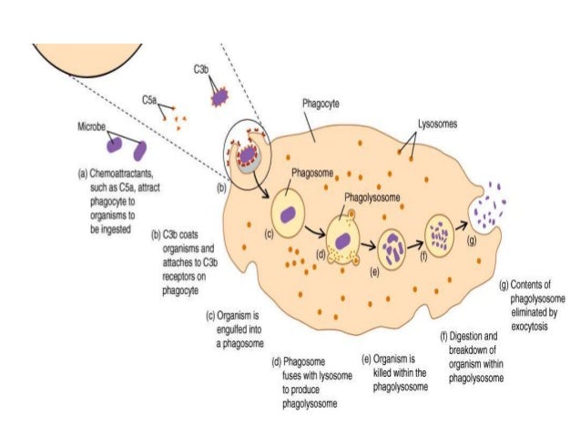 Phagocytosis