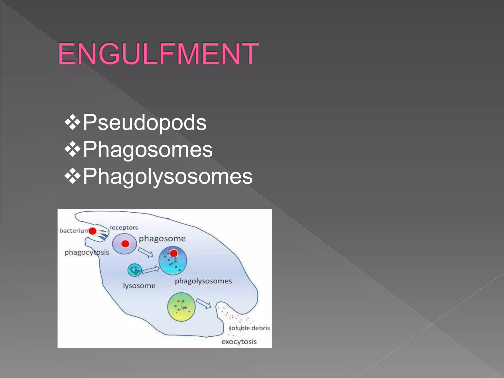 Phagocytosis | PPTX