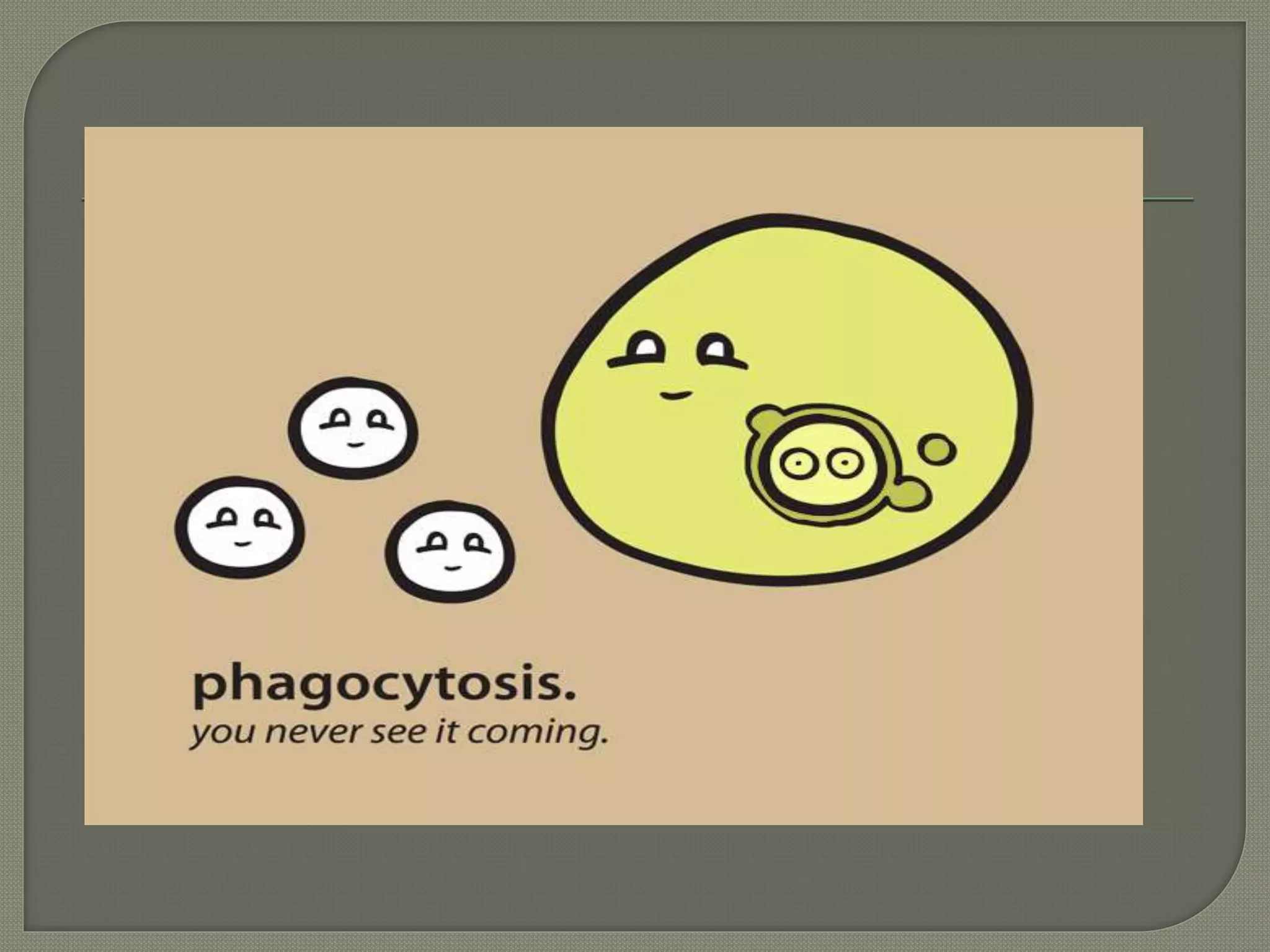 Phagocytosis | PPTX