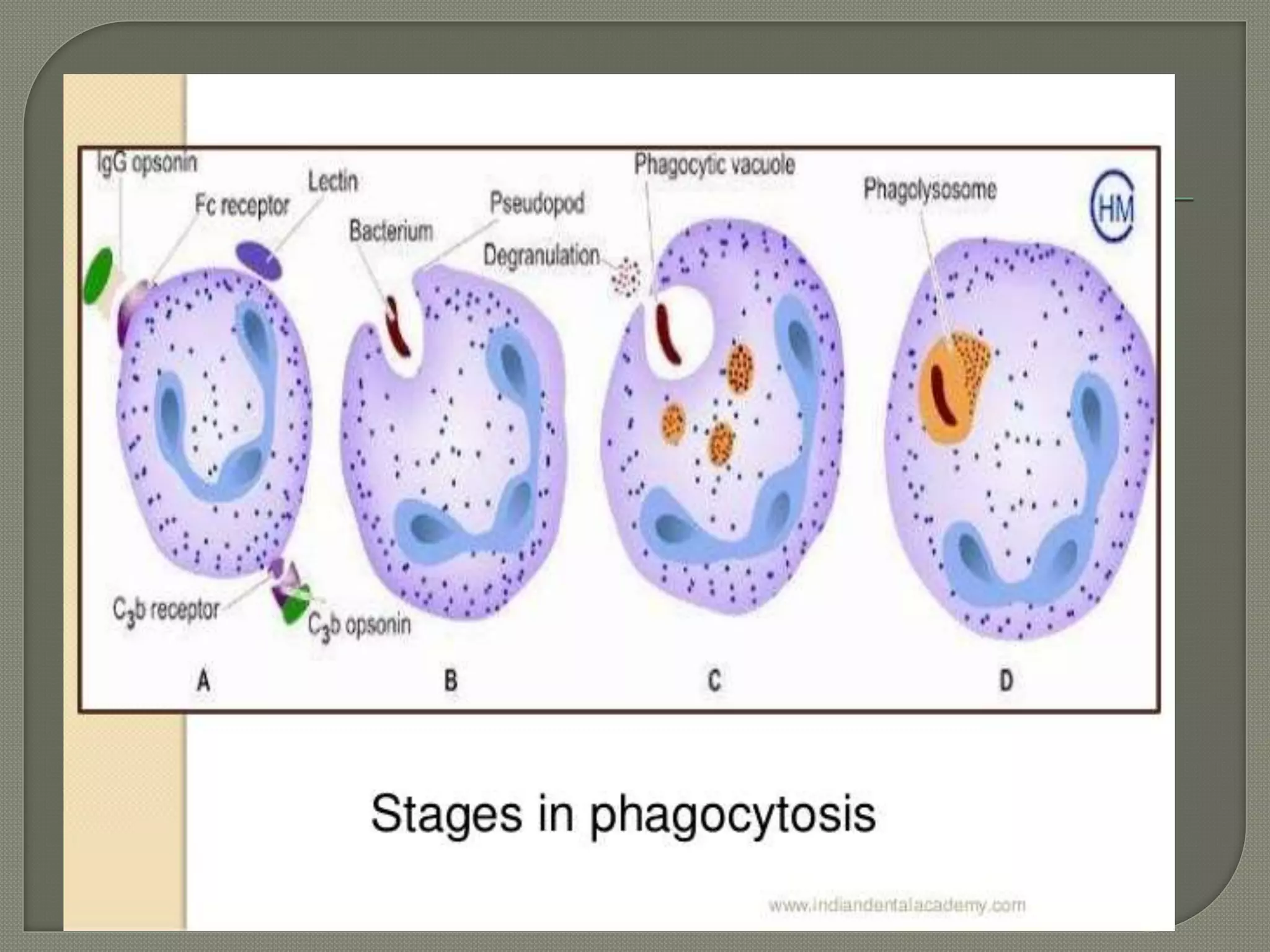 Phagocytosis | PPTX