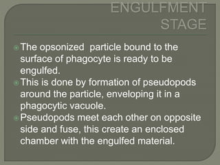Phagocytosis | PPTX