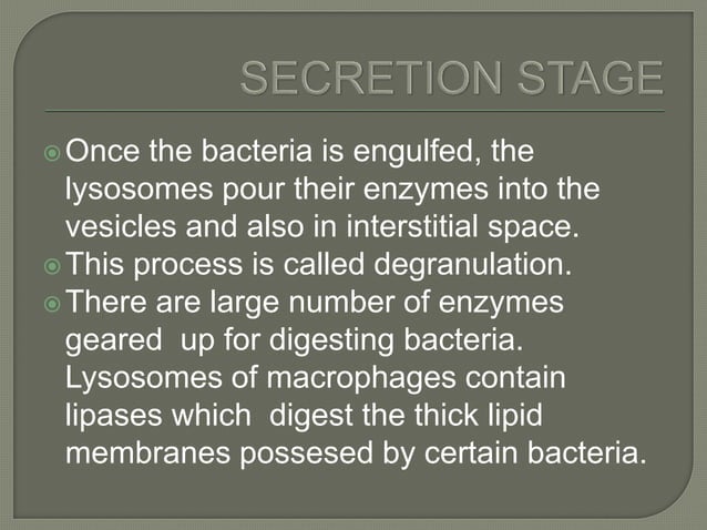 Phagocytosis | PPTX | Infectious Diseases | Diseases and Conditions