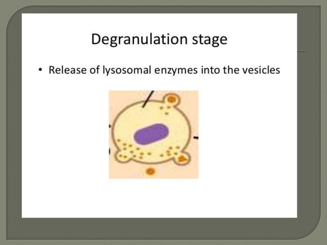 Phagocytosis | PPTX | Infectious Diseases | Diseases and Conditions