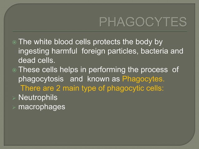 Phagocytosis | PPTX | Infectious Diseases | Diseases and Conditions