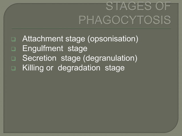 Phagocytosis | PPTX | Infectious Diseases | Diseases and Conditions