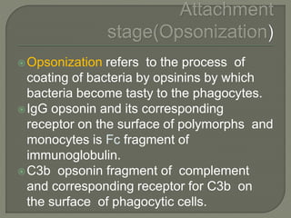 Phagocytosis | PPTX | Infectious Diseases | Diseases and Conditions