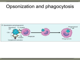 Phagocytosis | PPTX