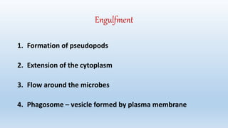 Phagocytosis | PPTX