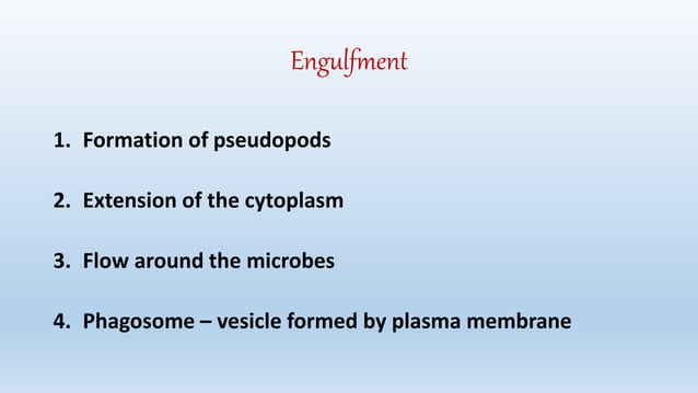 Phagocytosis | PPTX | Blood Disorders | Diseases and Conditions