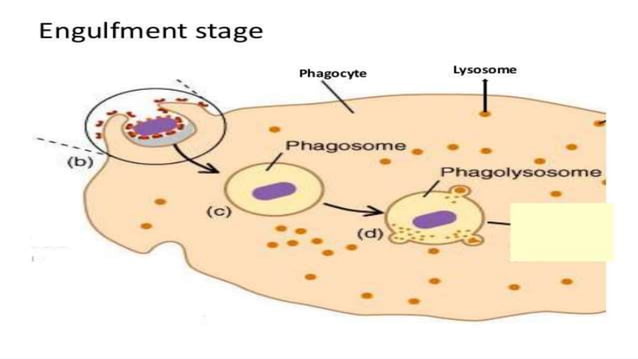 Phagocytosis | PPTX | Blood Disorders | Diseases and Conditions