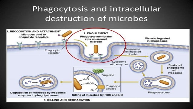 Phagocytosis | PPTX | Blood Disorders | Diseases and Conditions