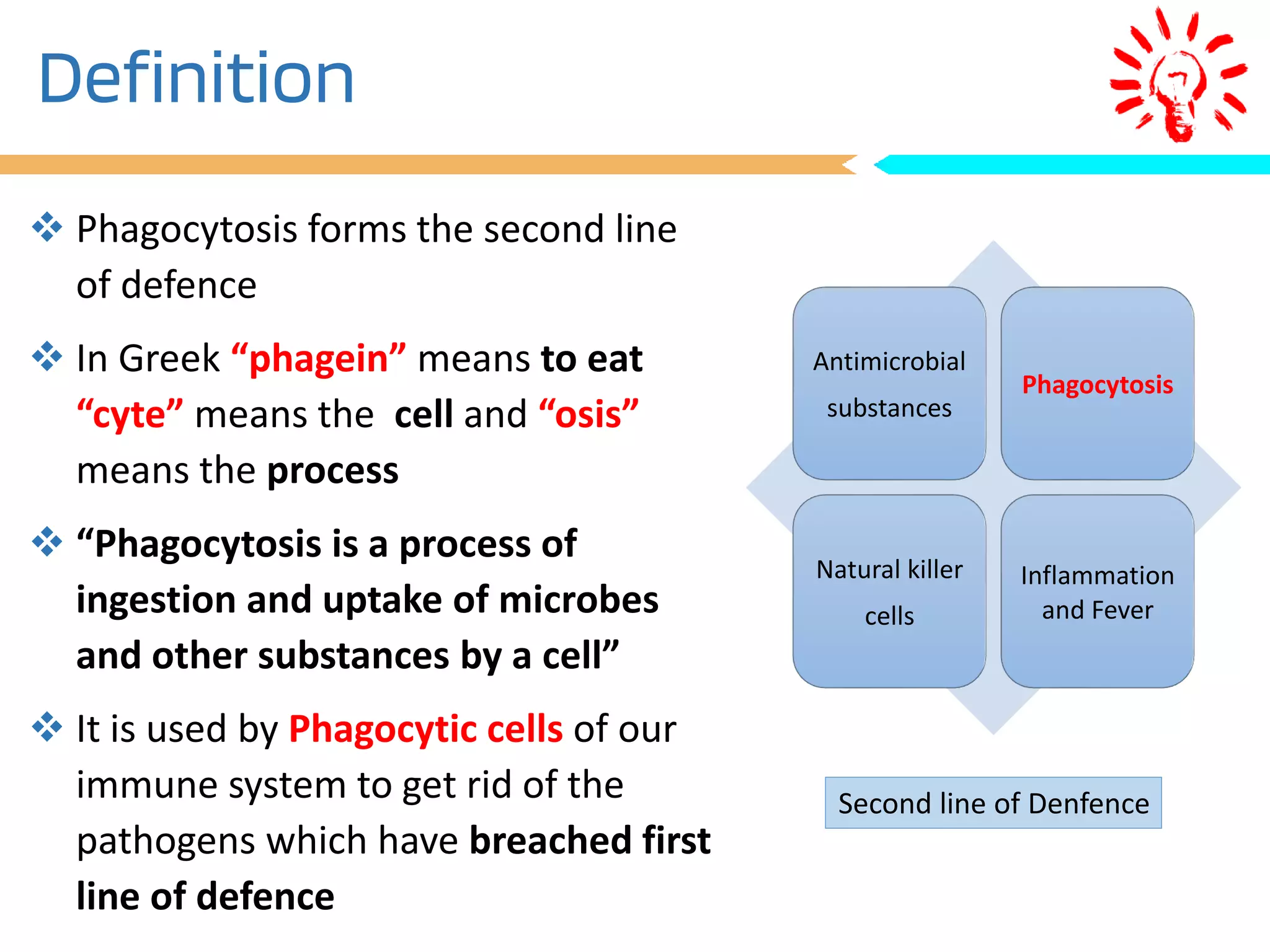 Phagocytosis | PDF