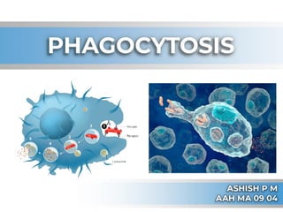 Phagocytosis | PDF
