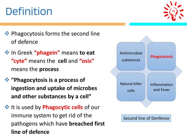 Phagocytosis | PDF | Biological Sciences | Science