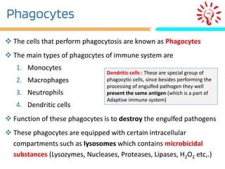 Phagocytosis | PDF