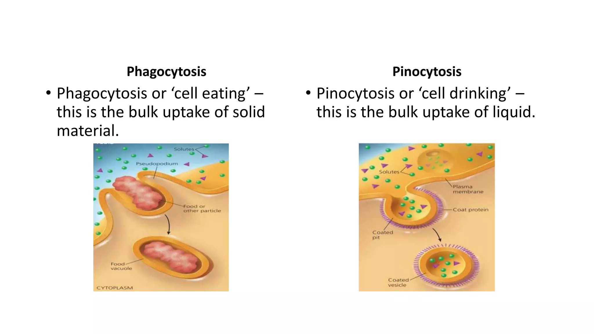 Phagocytosis.pptx