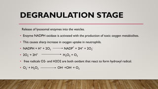 PHAGOCYTOSIS.pdf