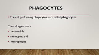 PHAGOCYTOSIS.pdf