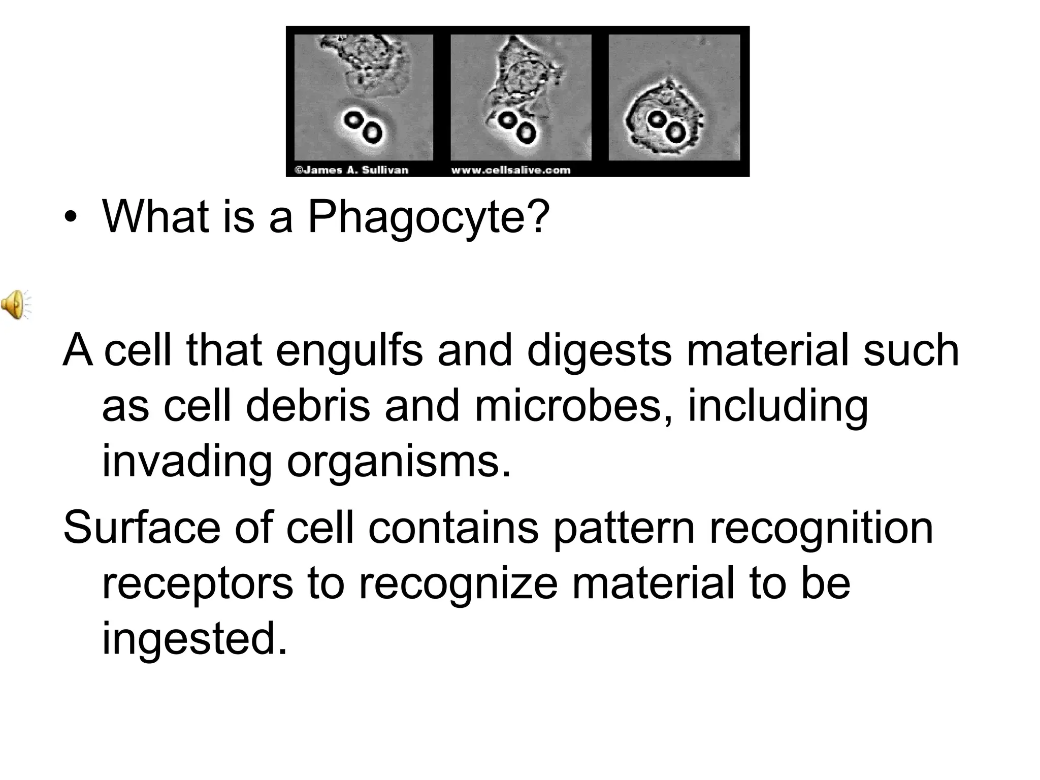 TOPIC PHAGOCYTOSIS SYSTEM IN IMMUNITY.ppt