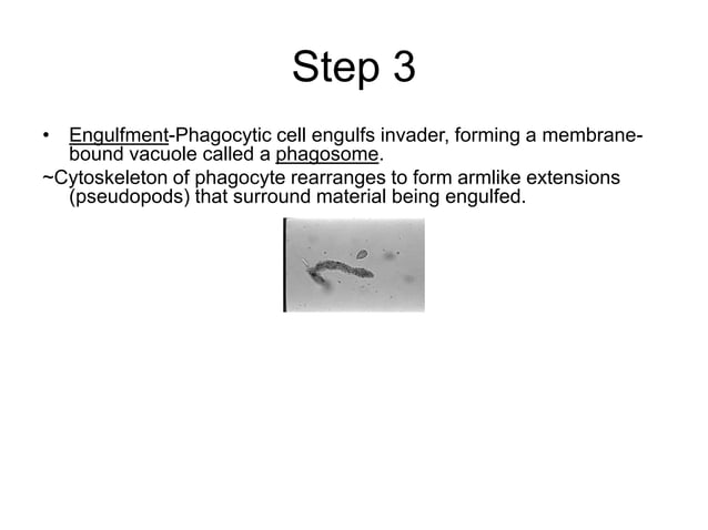TOPIC PHAGOCYTOSIS SYSTEM IN IMMUNITY.ppt