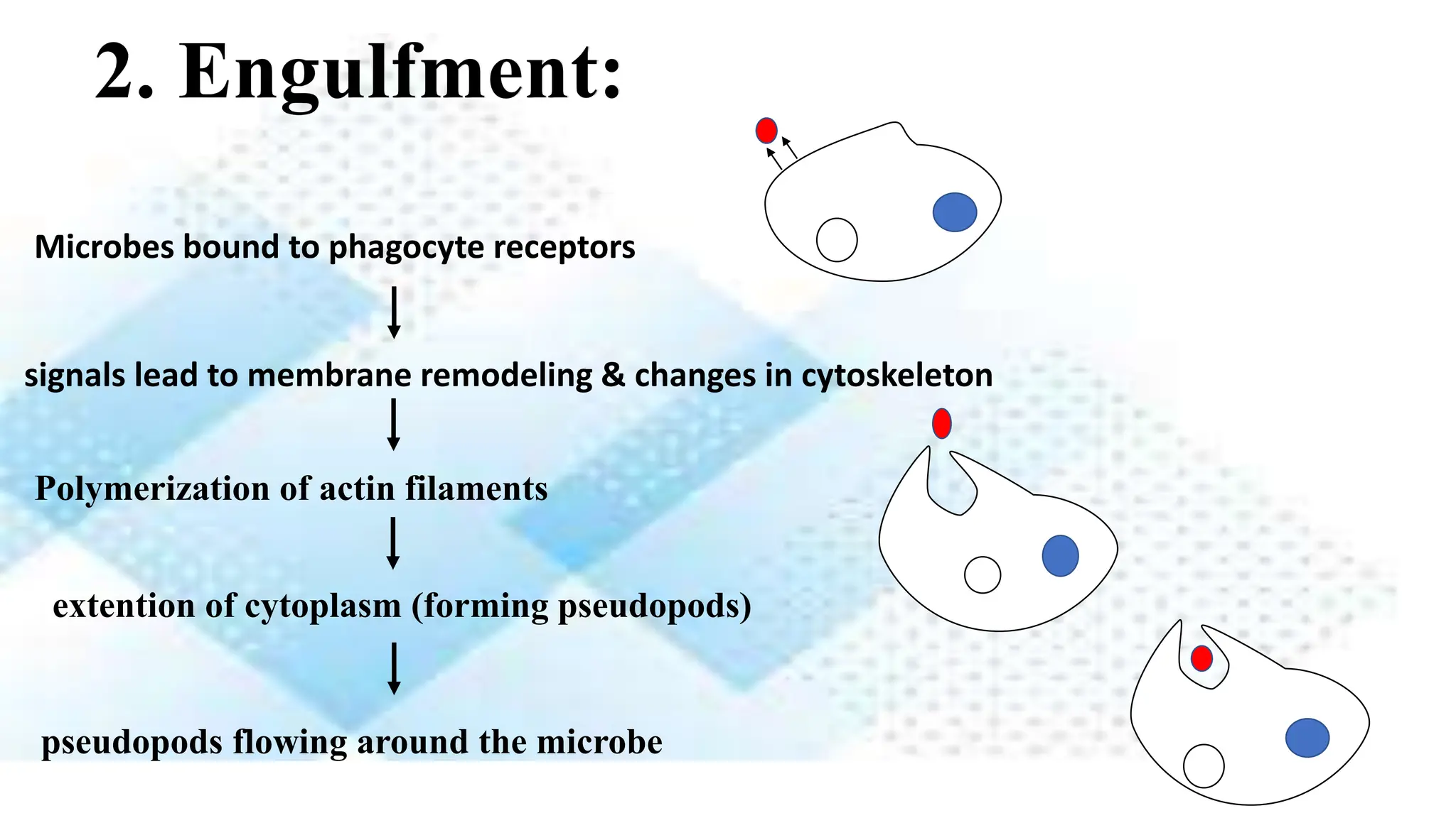 A brief of PHAGOCYTOSIS and their mechanism.pptx