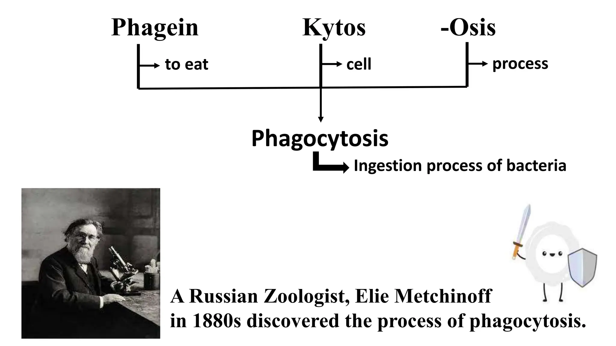 A brief of PHAGOCYTOSIS and their mechanism.pptx