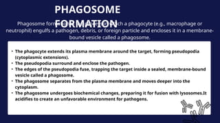 Mechanism of Phagocytosis detailed. note | PPTX