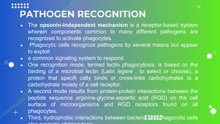 phagocytosis.pptx