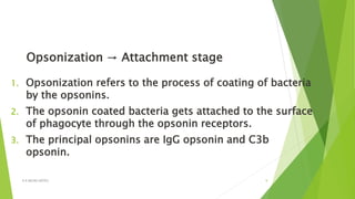 PHAGOCYTOSIS, CMI, HMI K R.pptx