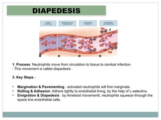 PHAGOCYTOSIS IN NEUTROPHILS.pptx3747477337373 | PPT