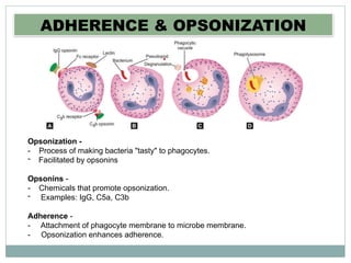 PHAGOCYTOSIS IN NEUTROPHILS.pptx3747477337373 | PPT