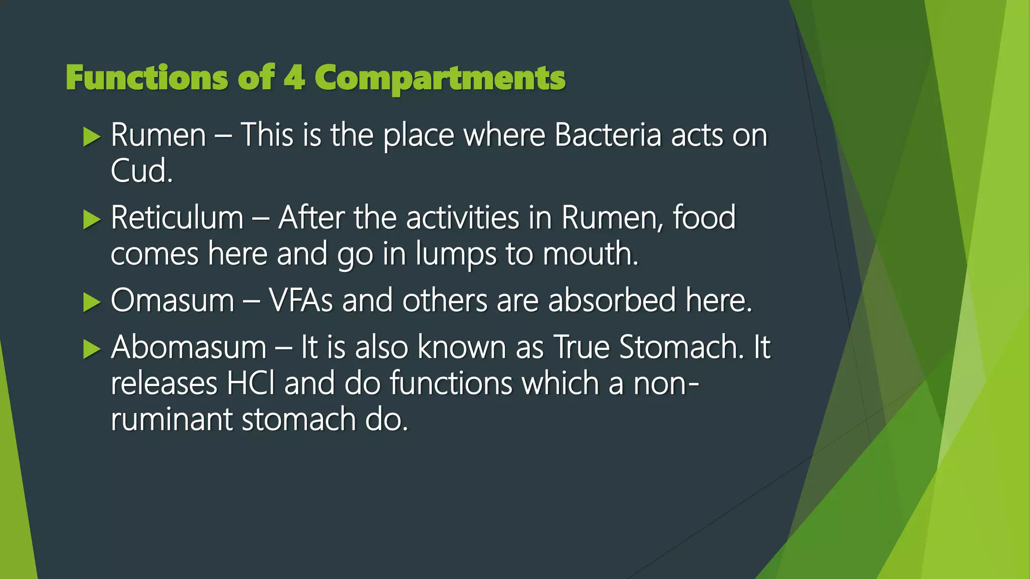 Rumination & Digestion in Amoeba | PPTX