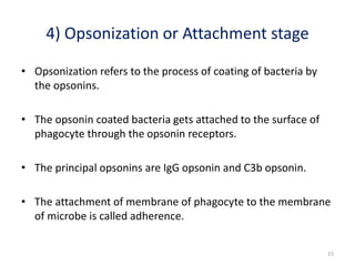 PHAGOCYTOSIS | PPTX