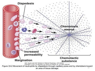 Diapedesis And Chemotaxis