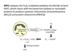 Phago oxygen indepenedent killing mechanism | PPTX