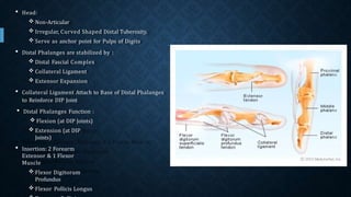 phalanges (1).pptx for first year rachna sharir | PPTX