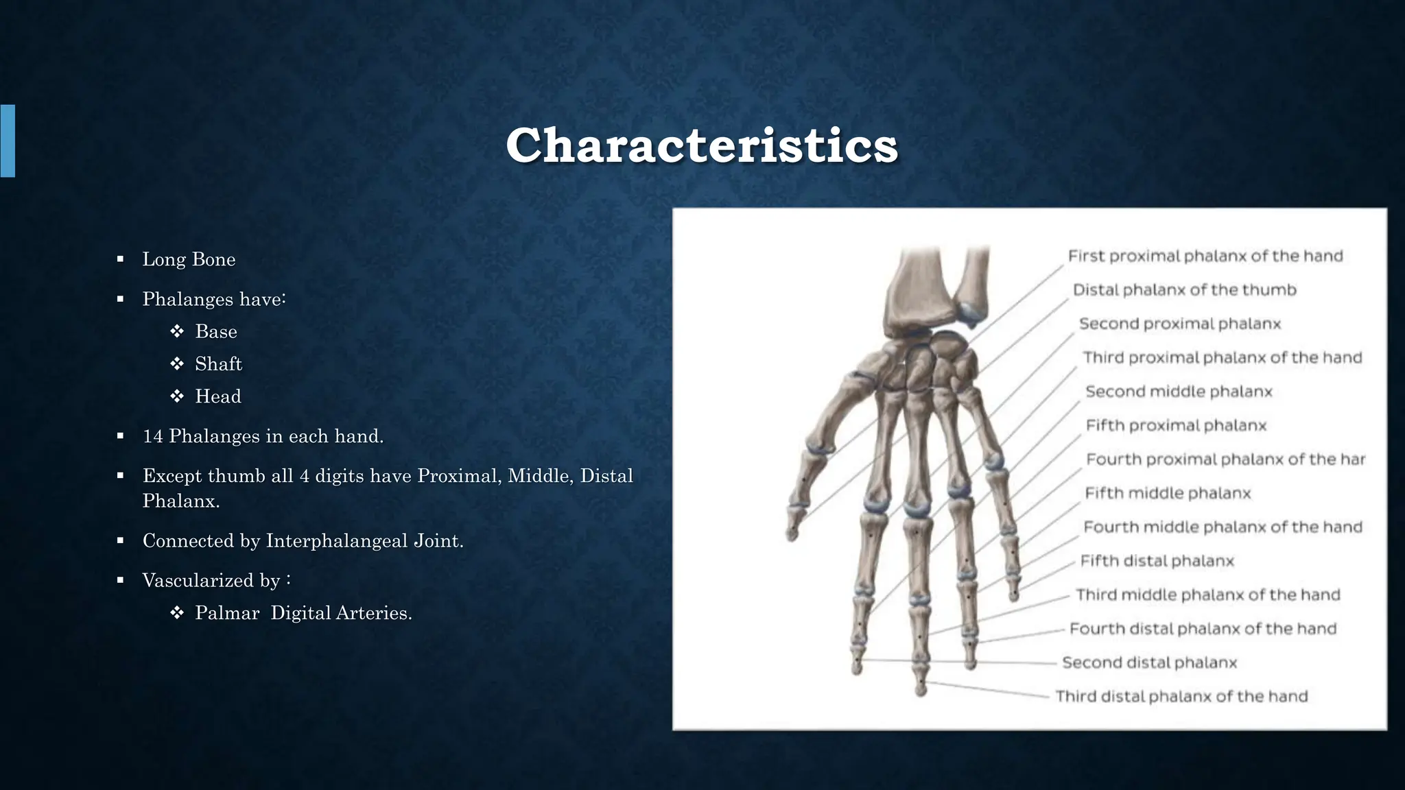 Phalanges (Completed).pptx
