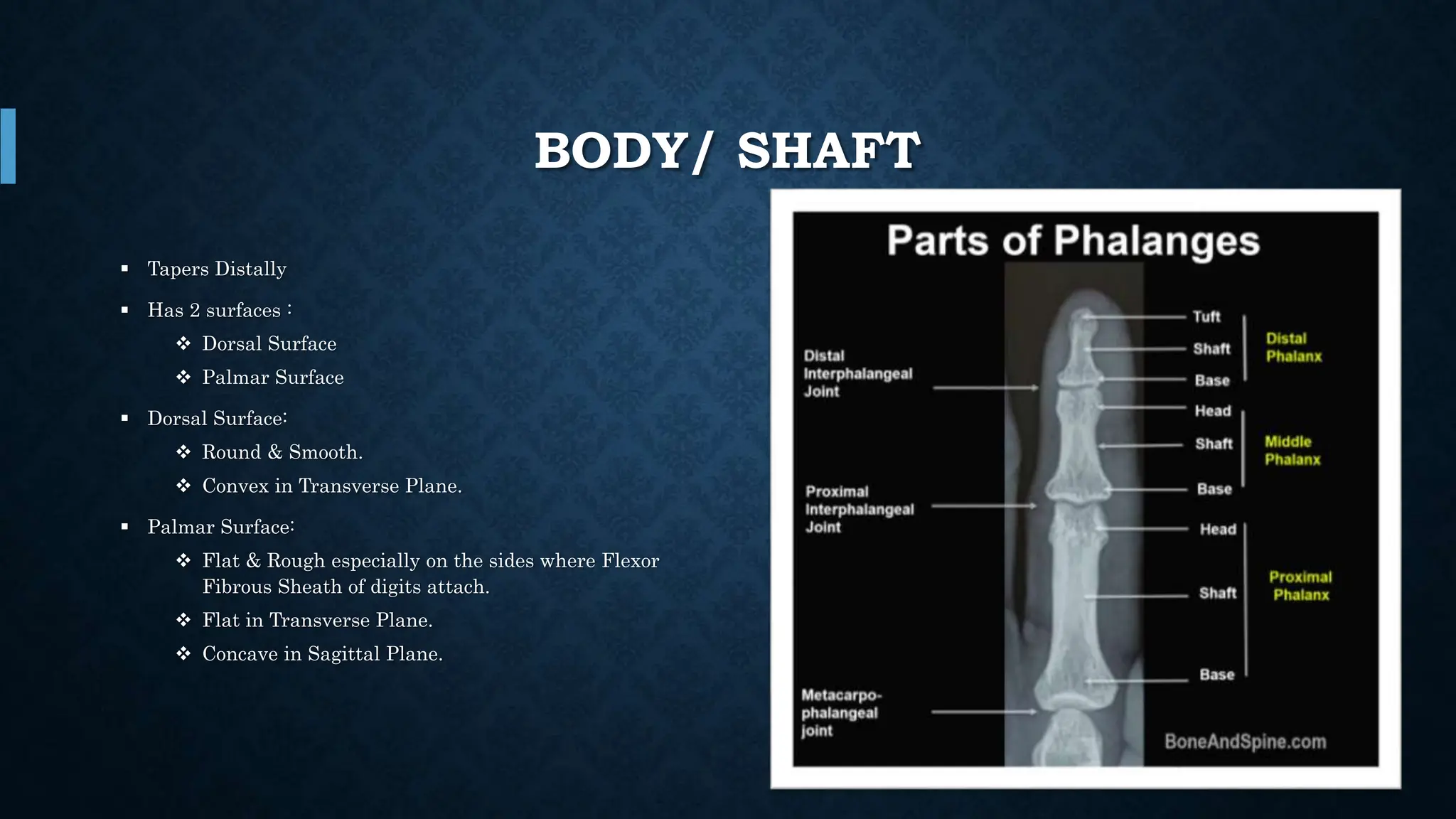 Phalanges (Completed).pptx