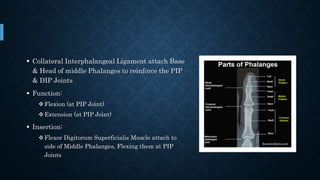 Phalanges (Completed).pptx